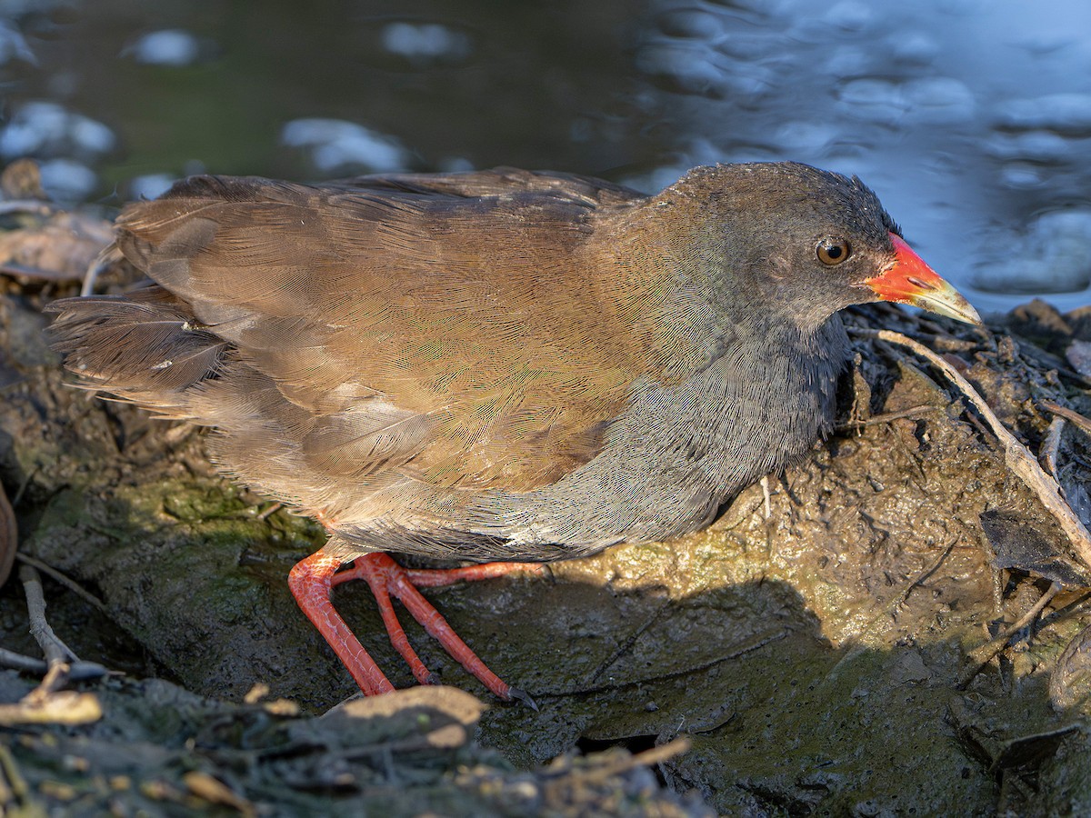 Colombian Crake - Mustelirallus colombianus - Birds of the World