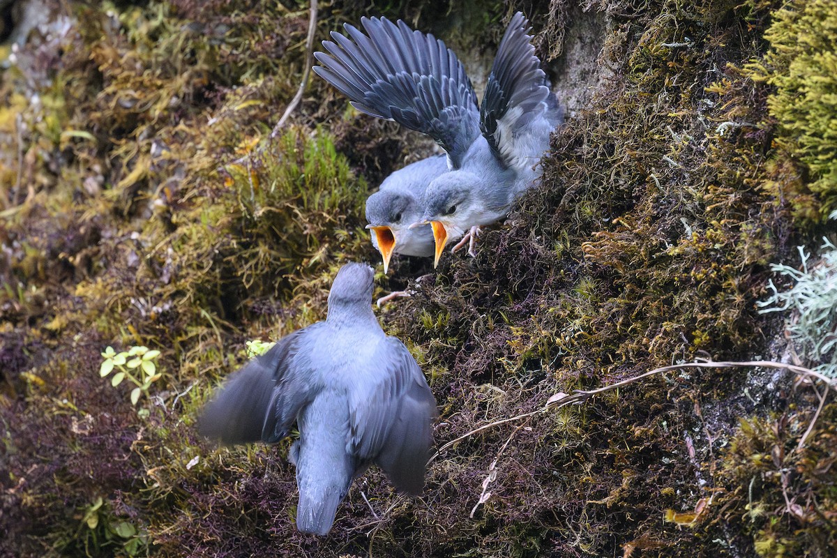 American Dipper (Costa Rican) - eBird