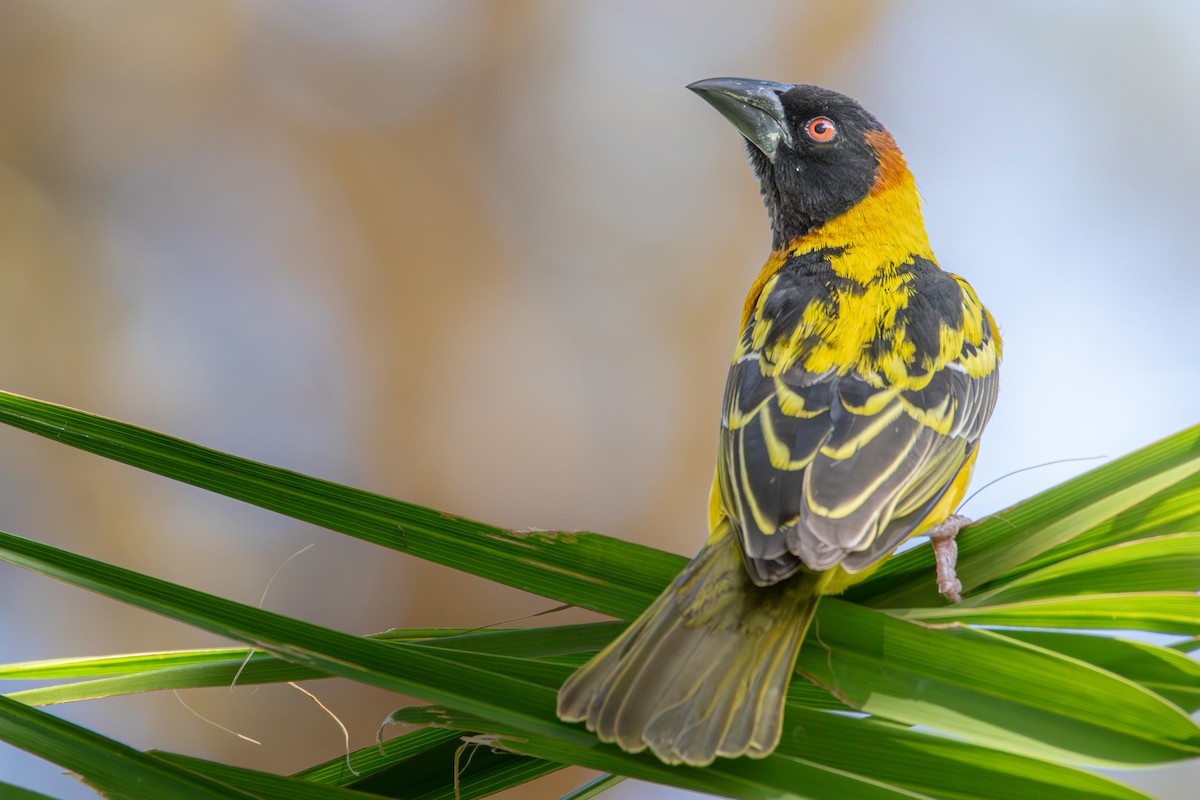 黑頭織雀(cucullatus群) - eBird