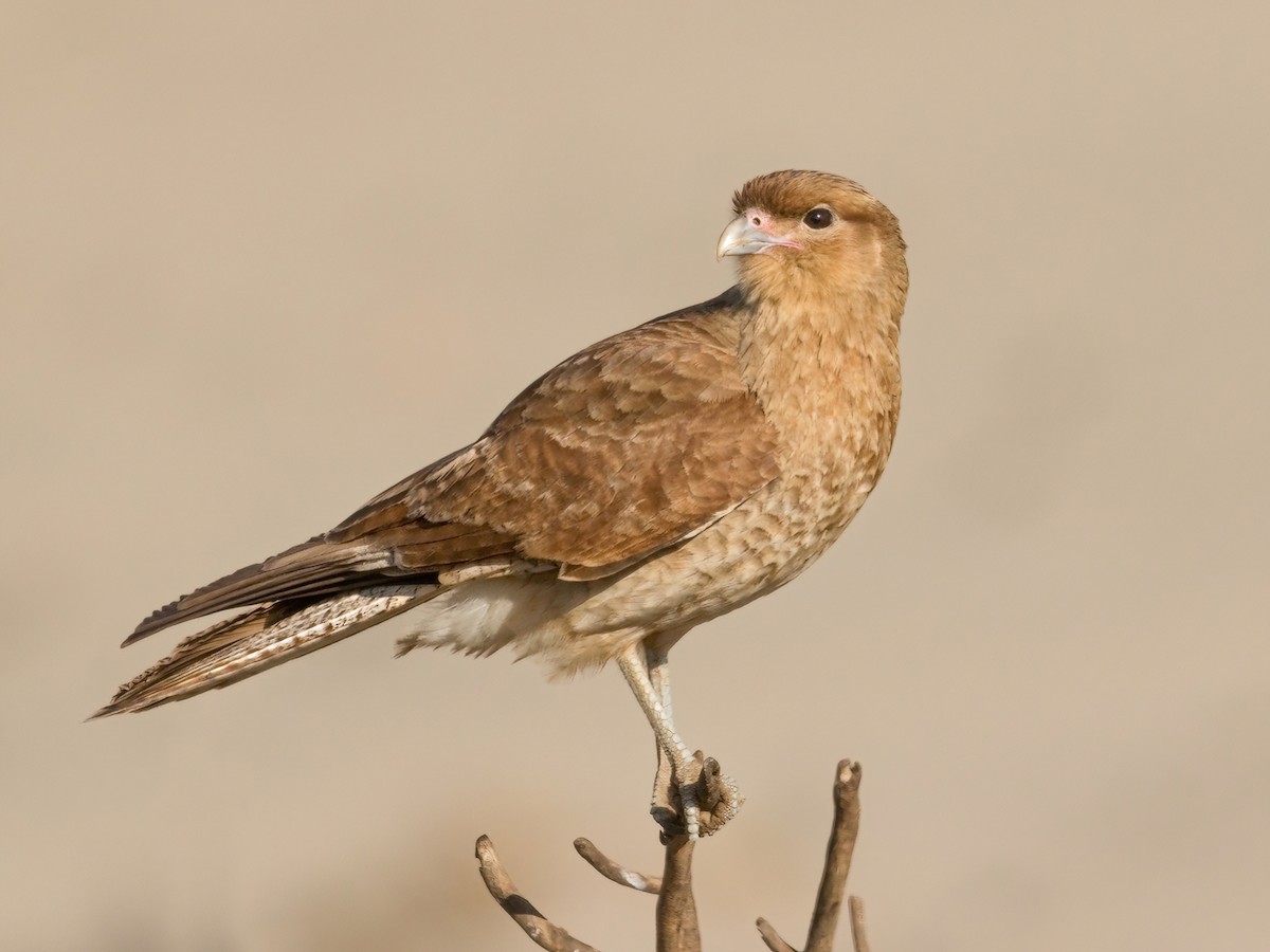 Chimango Caracara - Daptrius chimango - Birds of the World