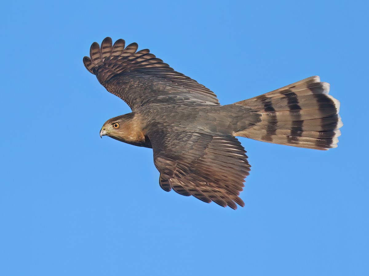 Cooper's Hawk - Astur cooperii - Birds of the World