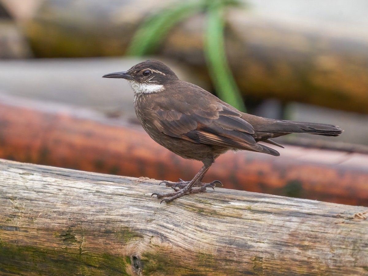 Seaside Cinclodes - Cinclodes nigrofumosus - Birds of the World