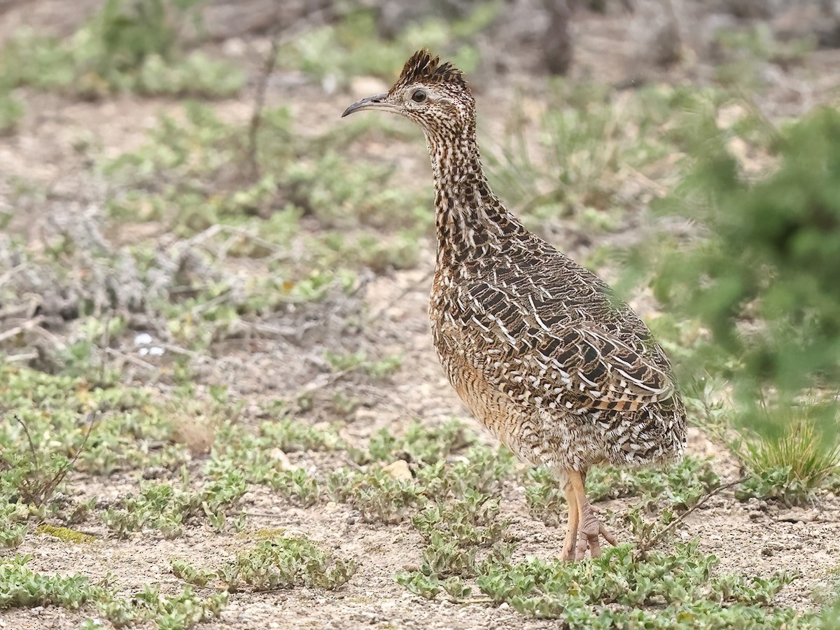 Curve-billed Tinamou - Nothoprocta curvirostris - Birds of the World