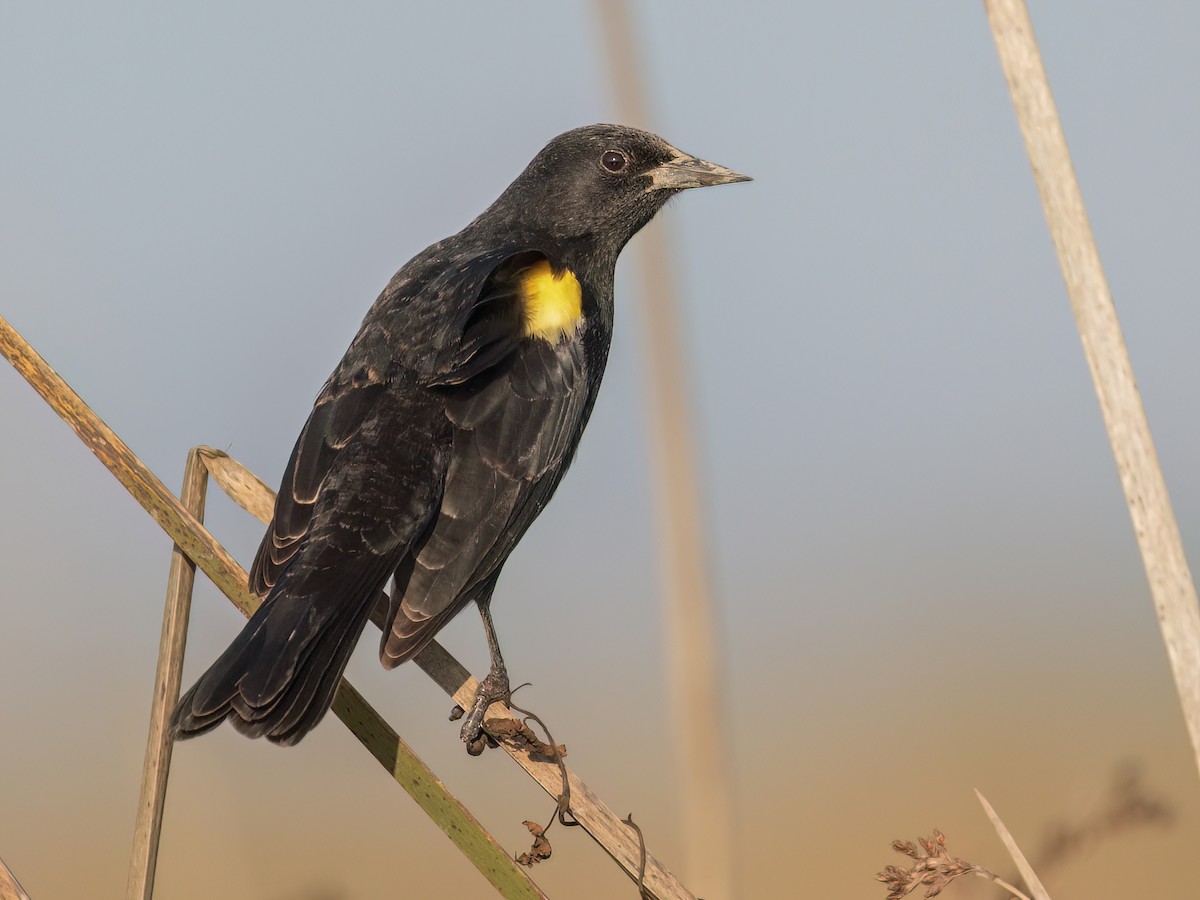Yellow-winged Blackbird - Agelasticus thilius - Birds of the World