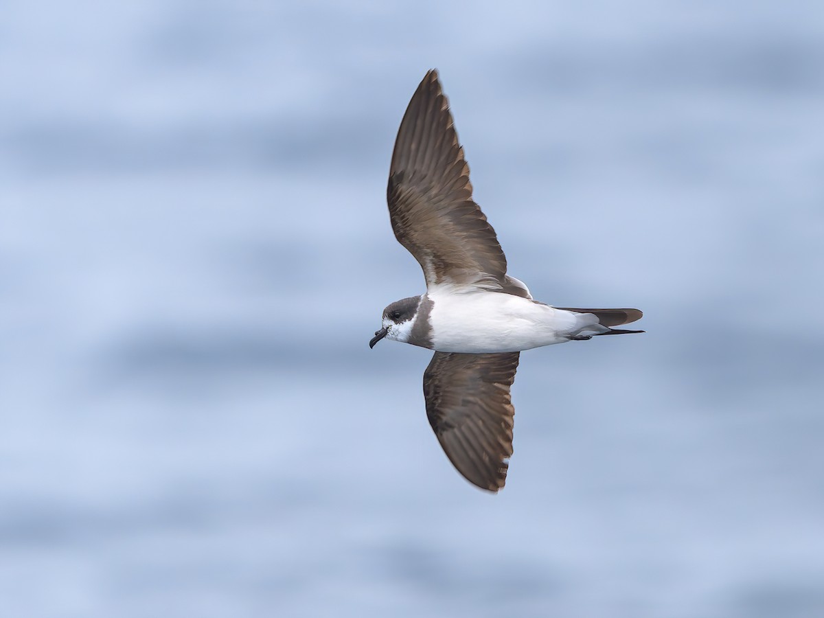 Ringed Storm-Petrel - Hydrobates hornbyi - Birds of the World