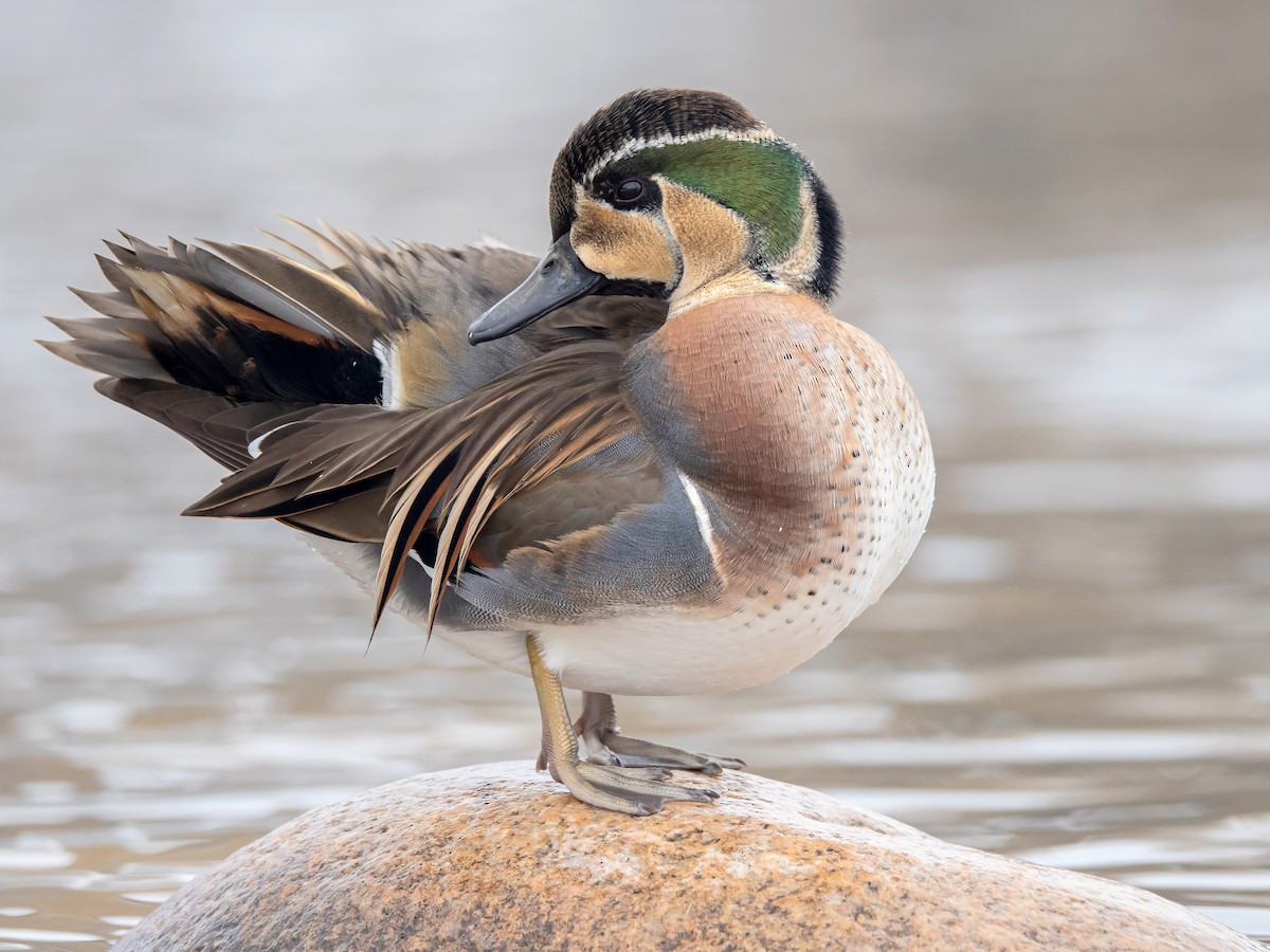 Baikal Teal - Sibirionetta formosa - Birds of the World