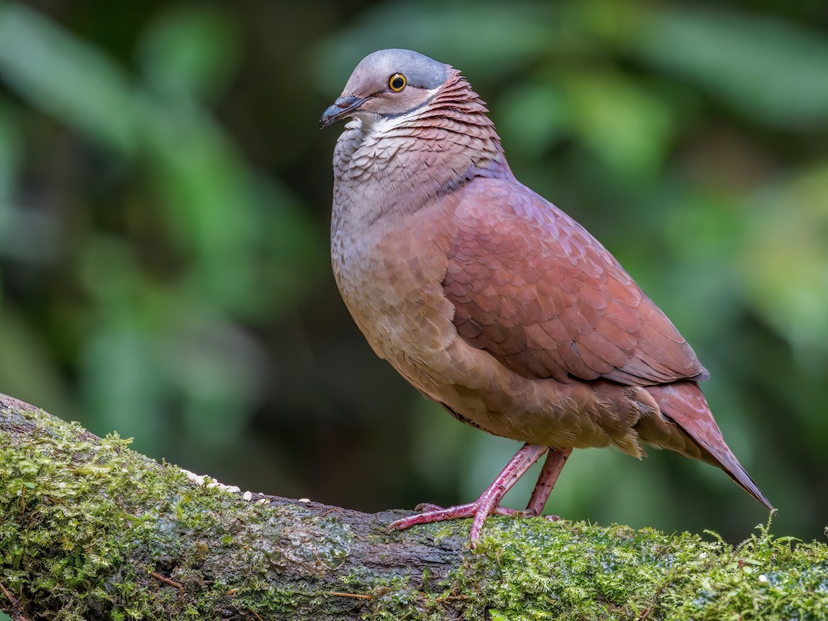 White-throated Quail-Dove - Zentrygon frenata - Birds of the World