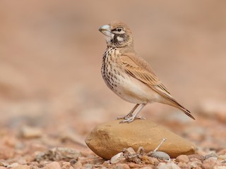 Thick-billed Lark - Ramphocoris clotbey - Birds of the World