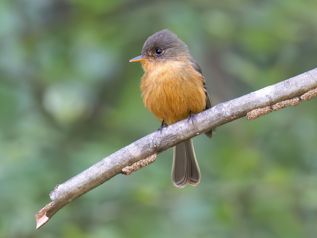 Lesser Antillean Pewee - Contopus latirostris - Birds of the World