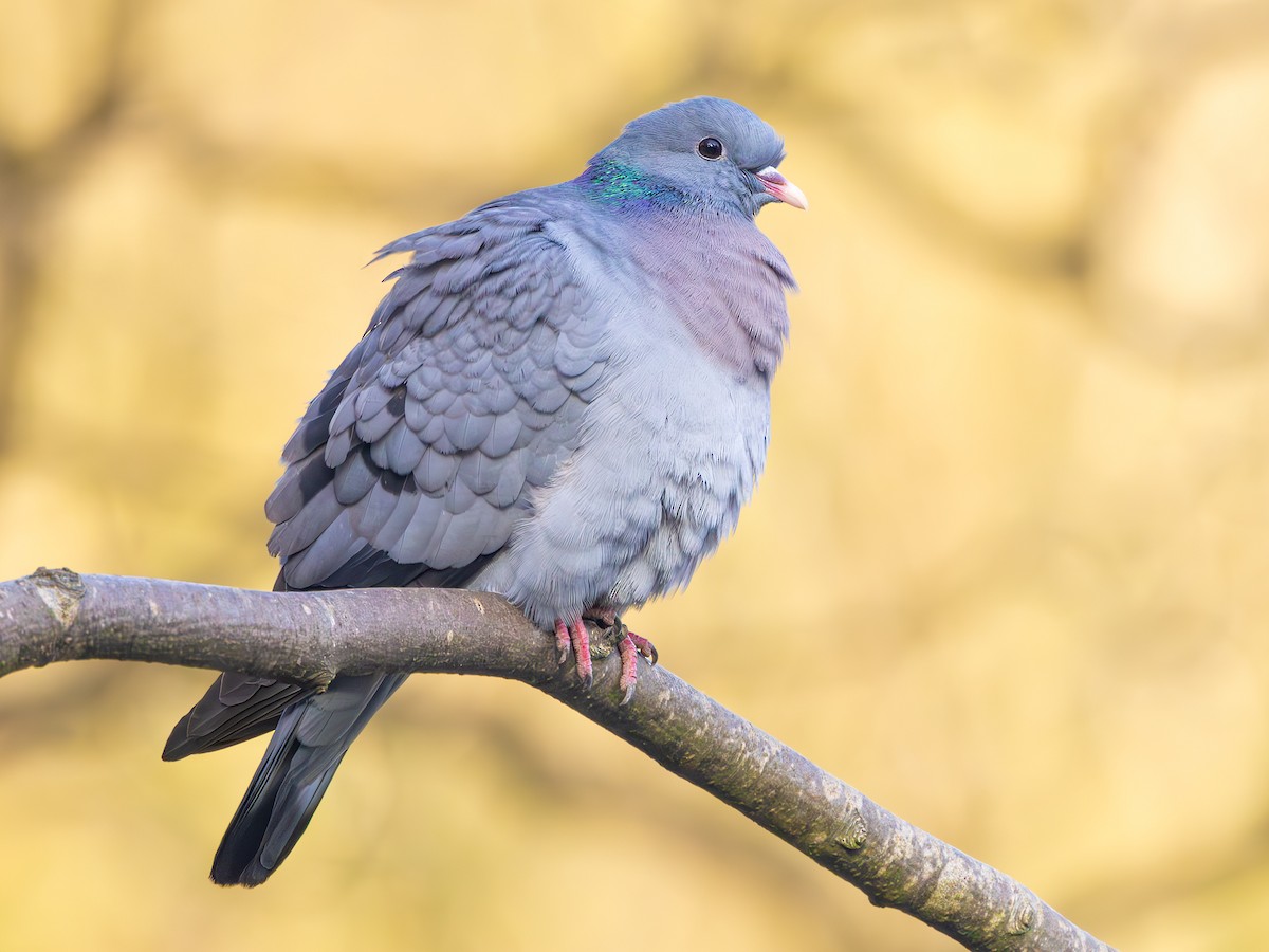 Stock Dove - Columba oenas - Birds of the World