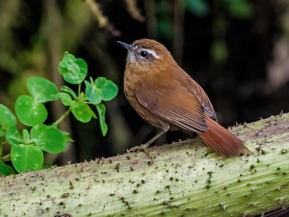 White-browed Spinetail - Hellmayrea gularis - Birds of the World