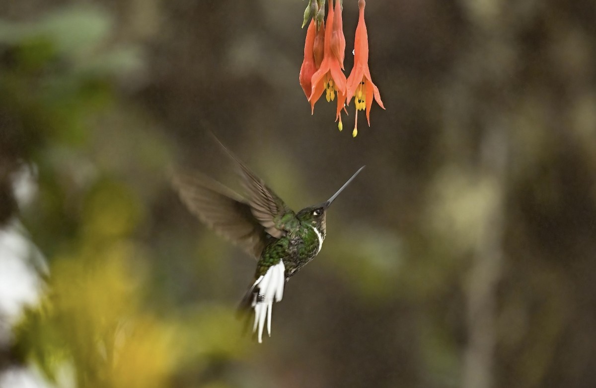 Collared Inca (Vilcabamba) - eBird