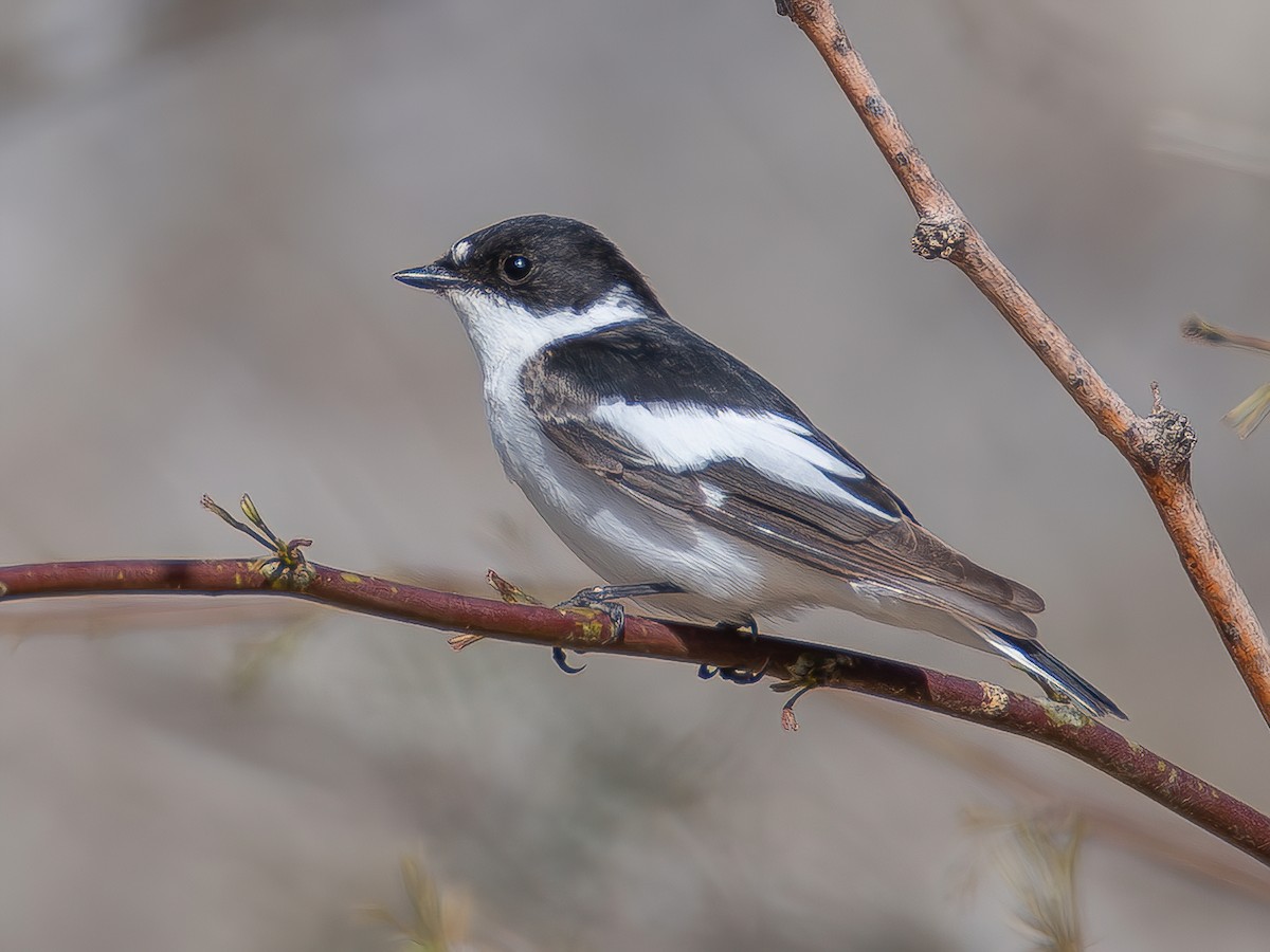 Semicollared Flycatcher - Ficedula semitorquata - Birds of the World