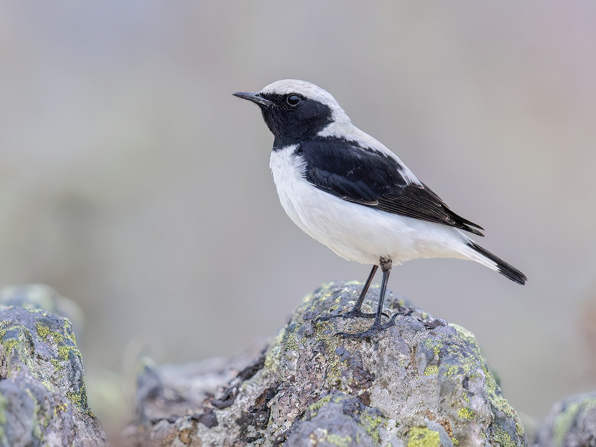 Finsch's Wheatear - Oenanthe finschii - Birds of the World