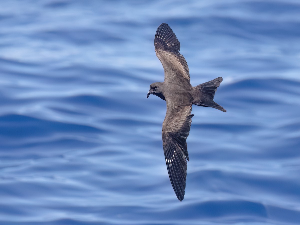 Matsudaira's Storm-Petrel - Hydrobates matsudairae - Birds of the World
