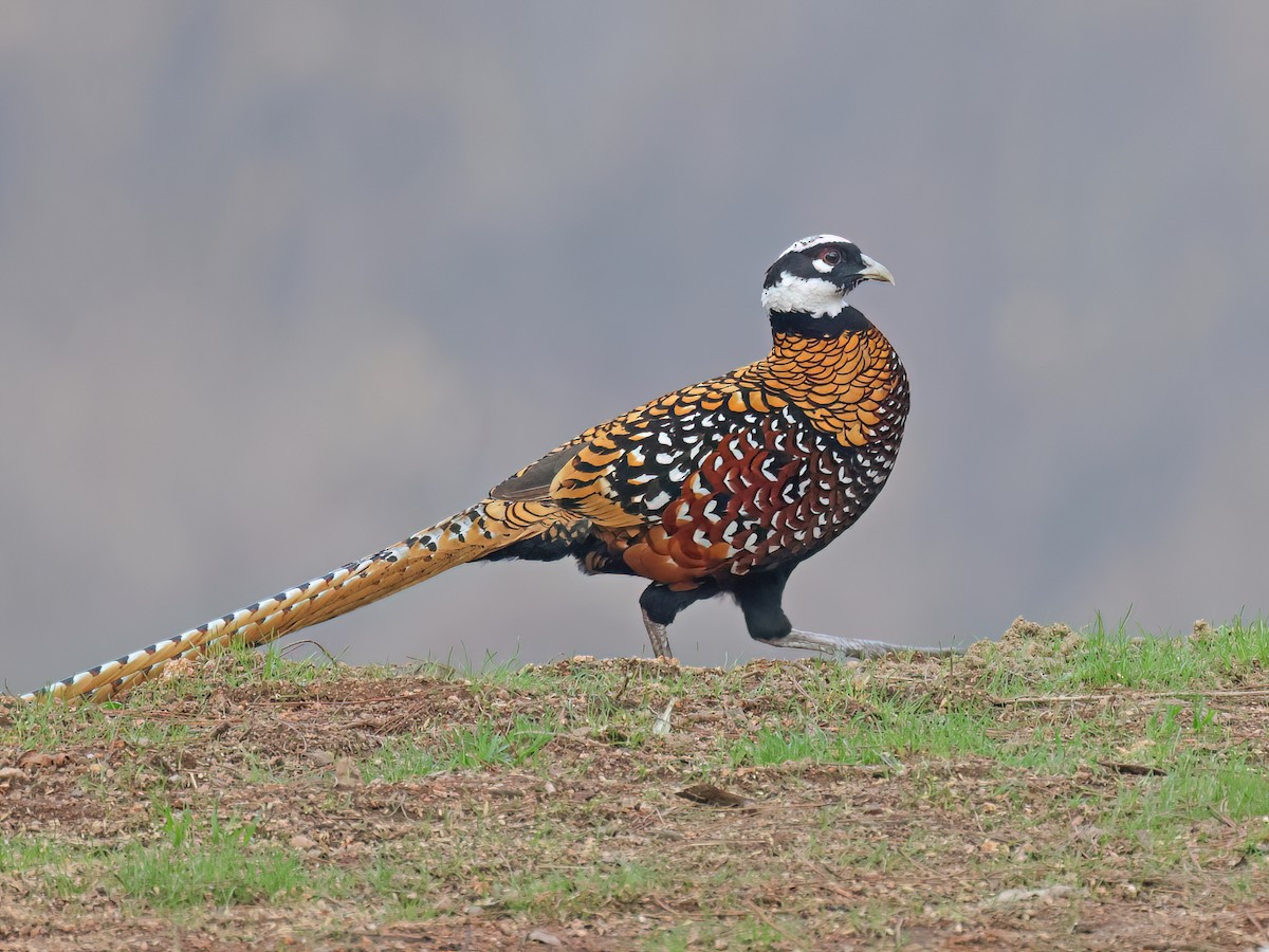 Reeves's Pheasant - Syrmaticus reevesii - Birds of the World