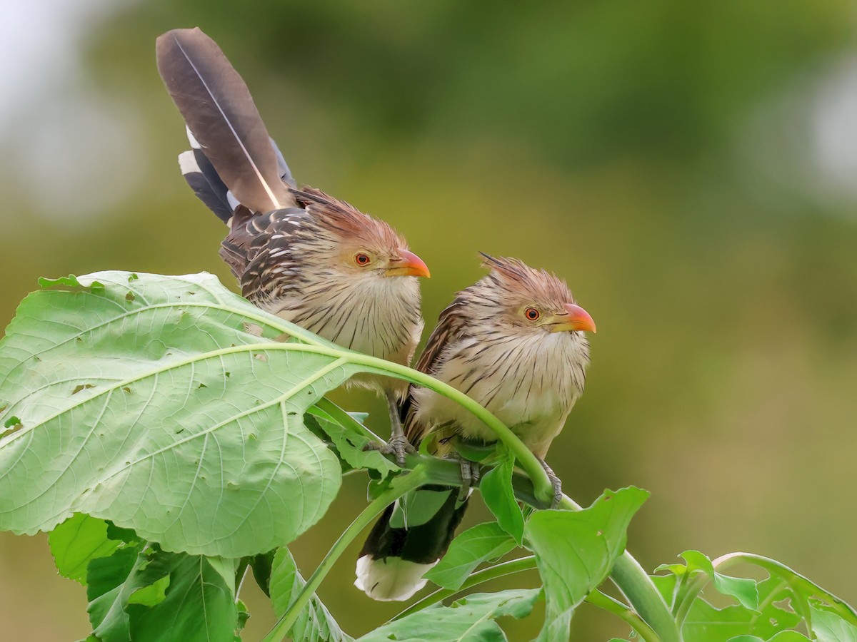 Guira Cuckoo - Guira guira - Birds of the World