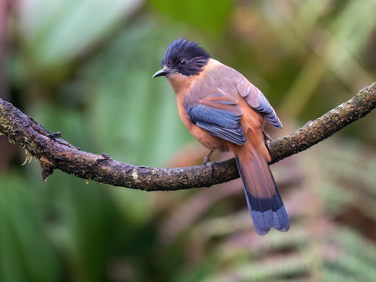 Rufous Sibia - Heterophasia capistrata - Birds of the World