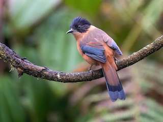 Rufous Sibia - Heterophasia capistrata - Birds of the World