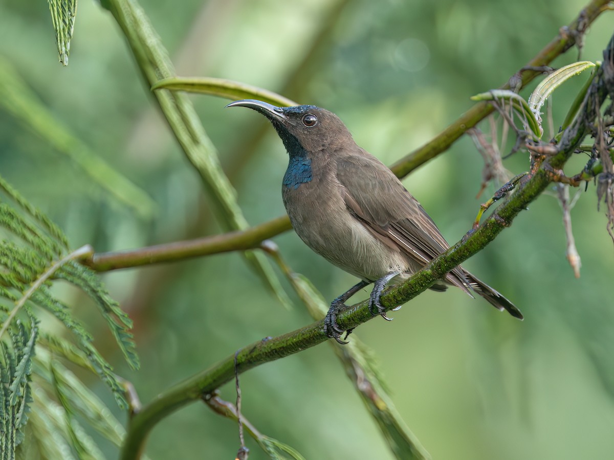 Blue-throated Brown Sunbird - Cyanomitra cyanolaema - Birds of the World