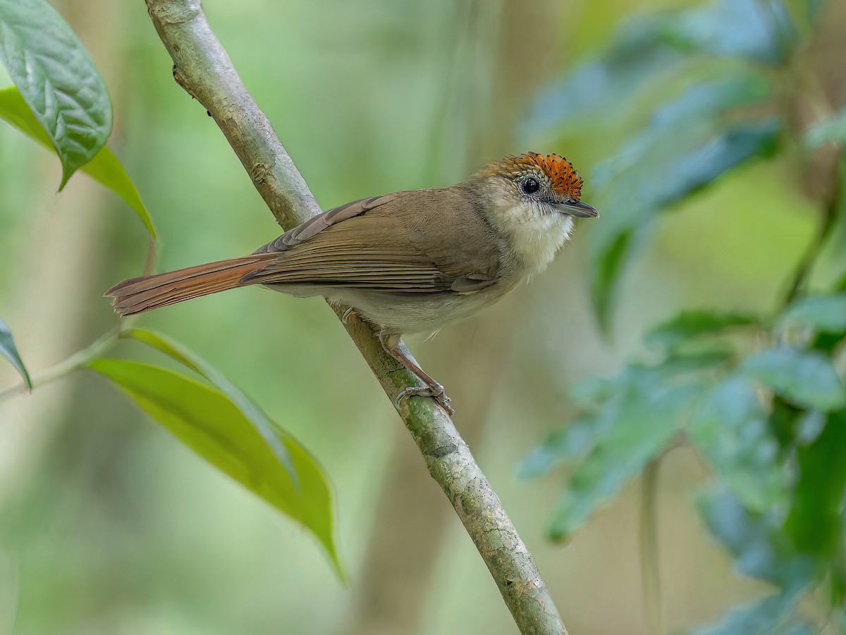 Scaly-crowned Babbler - Malacopteron cinereum - Birds of the World
