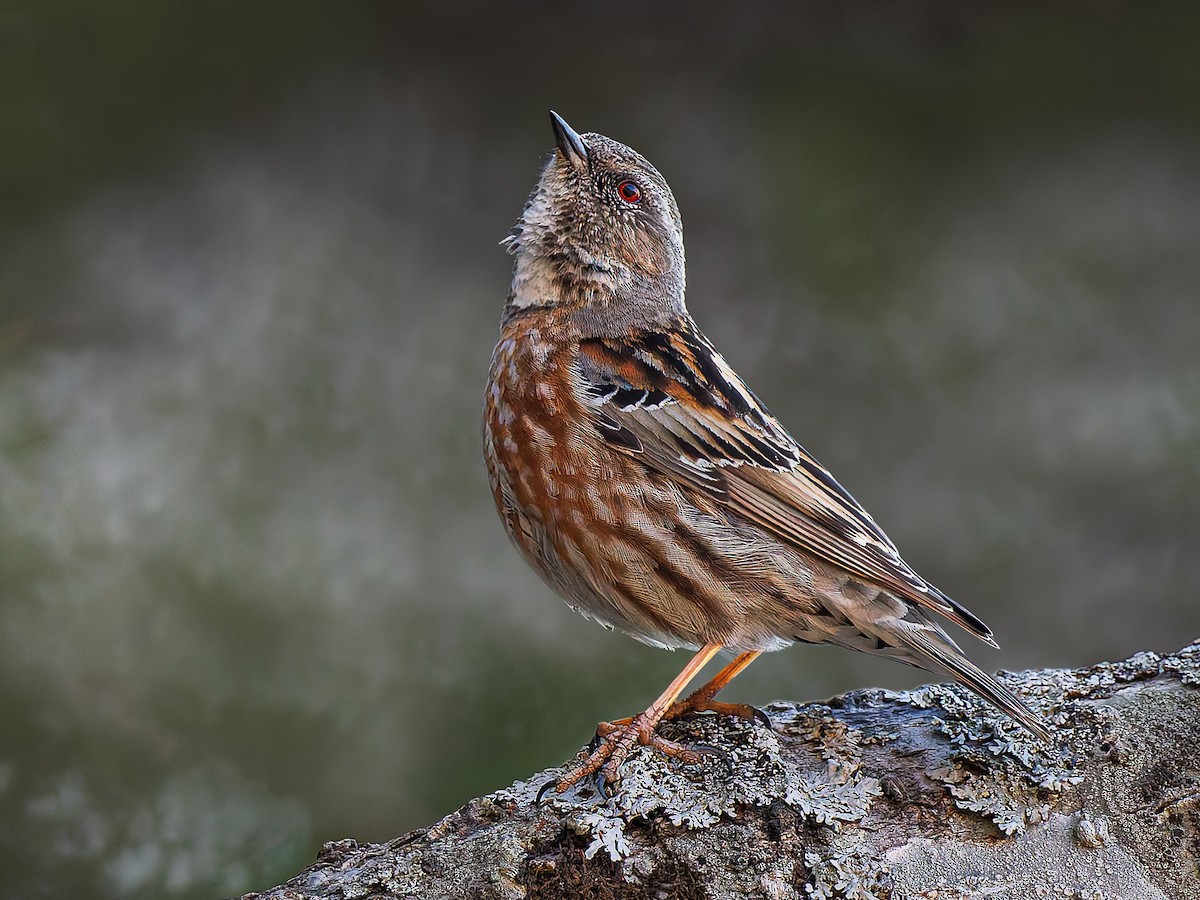 Altai Accentor - Prunella himalayana - Birds of the World