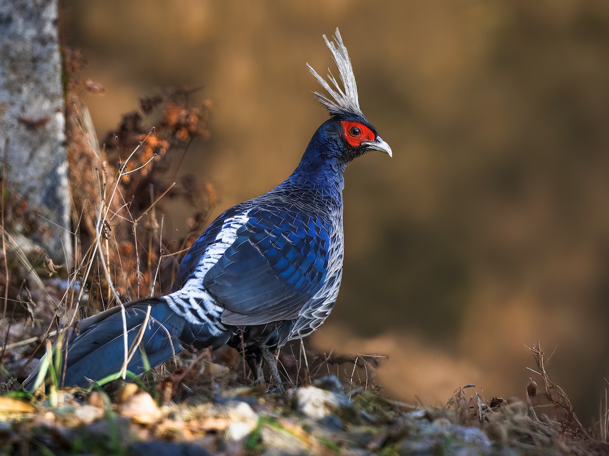 White Crested Kalij Pheasant