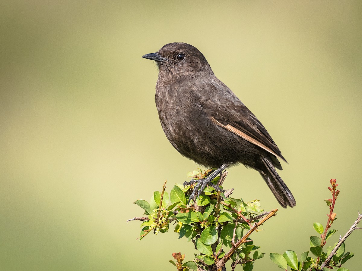 Northern Anteater-Chat - Myrmecocichla aethiops - Birds of the World