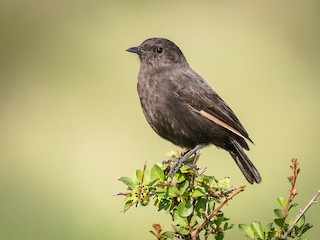 Northern Anteater-Chat - Myrmecocichla aethiops - Birds of the World