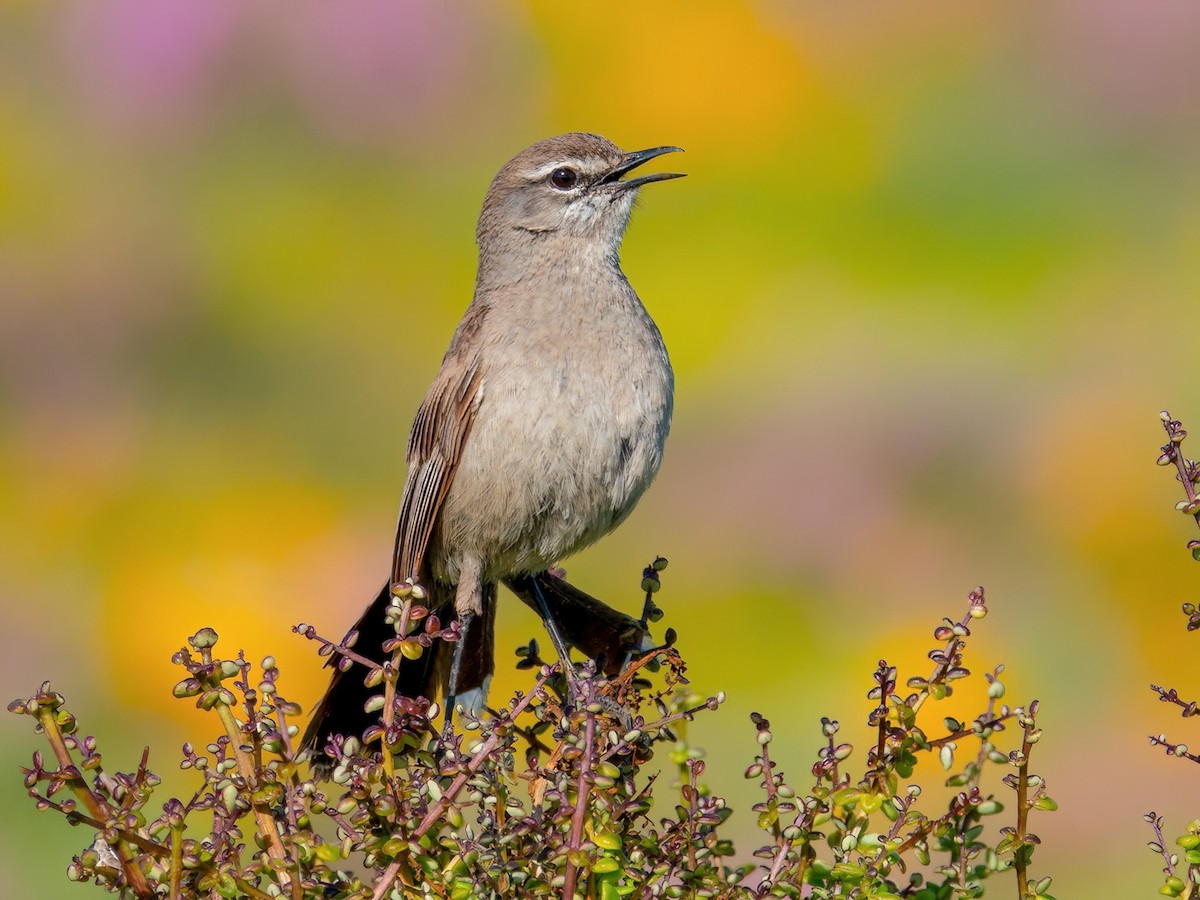 Karoo Scrub-Robin - Tychaedon coryphoeus - Birds of the World
