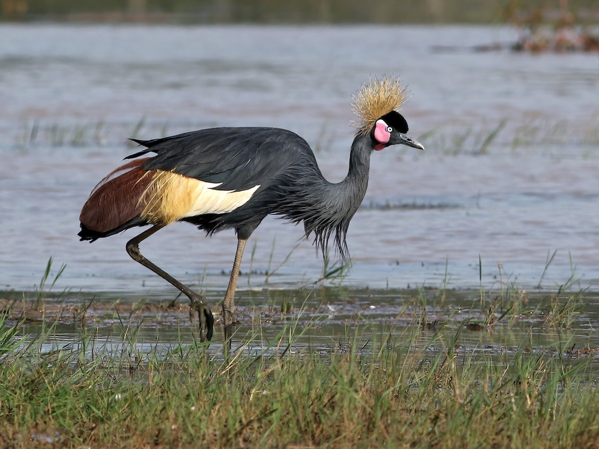 Black Crowned-Crane - Balearica pavonina - Birds of the World