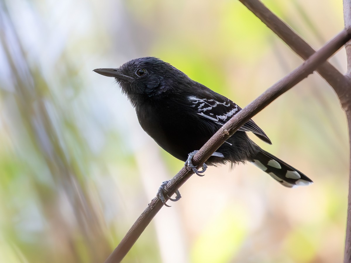 Rio Branco Antbird - Cercomacra carbonaria - Birds of the World