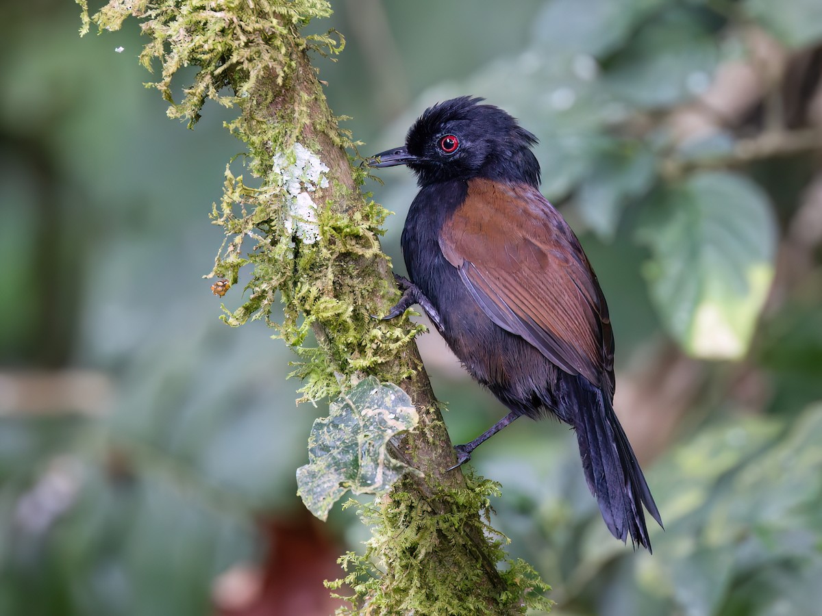 Western Fire-eye - Pyriglena maura - Birds of the World