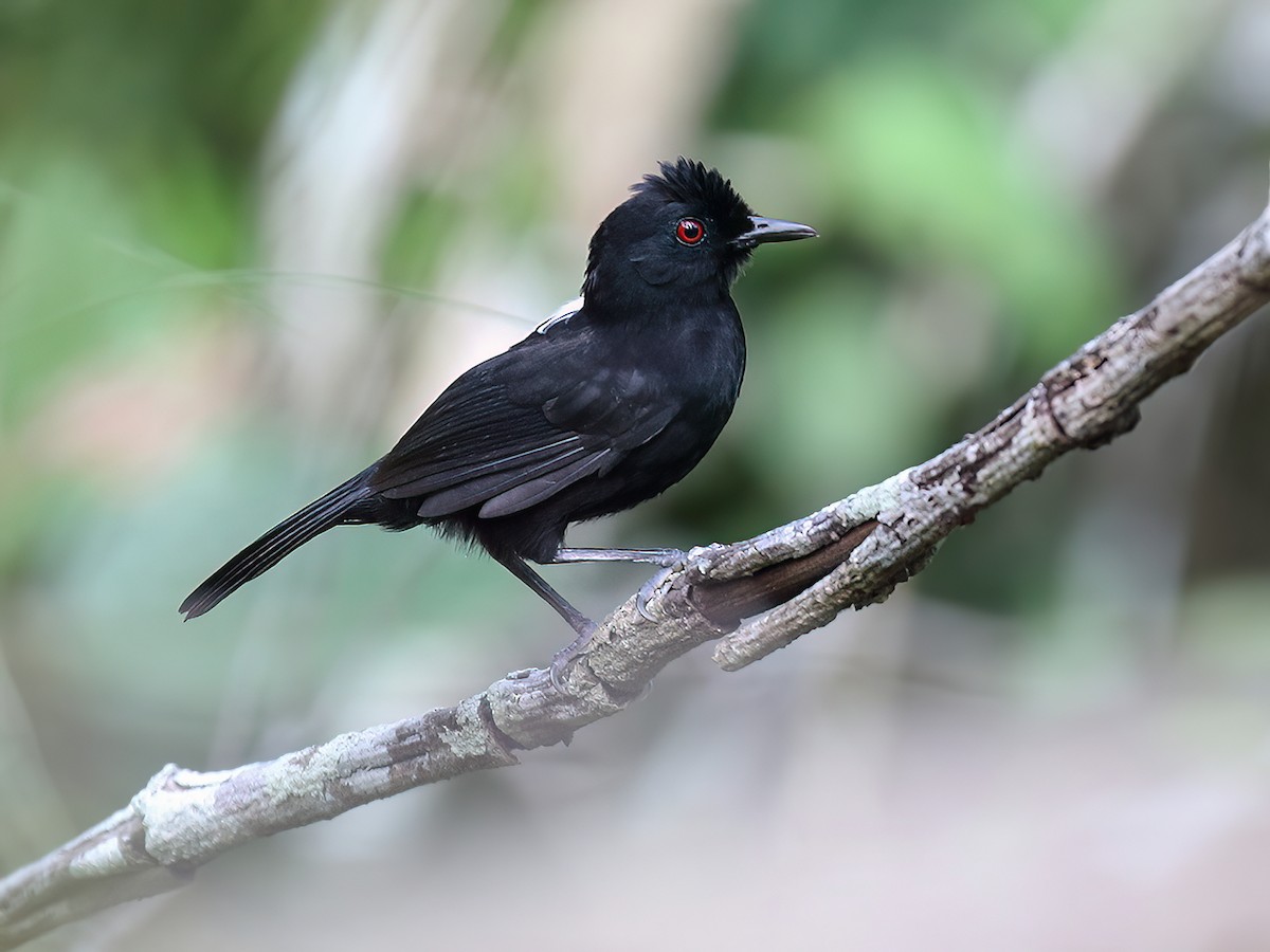 Fringe-backed Fire-eye - Pyriglena atra - Birds of the World