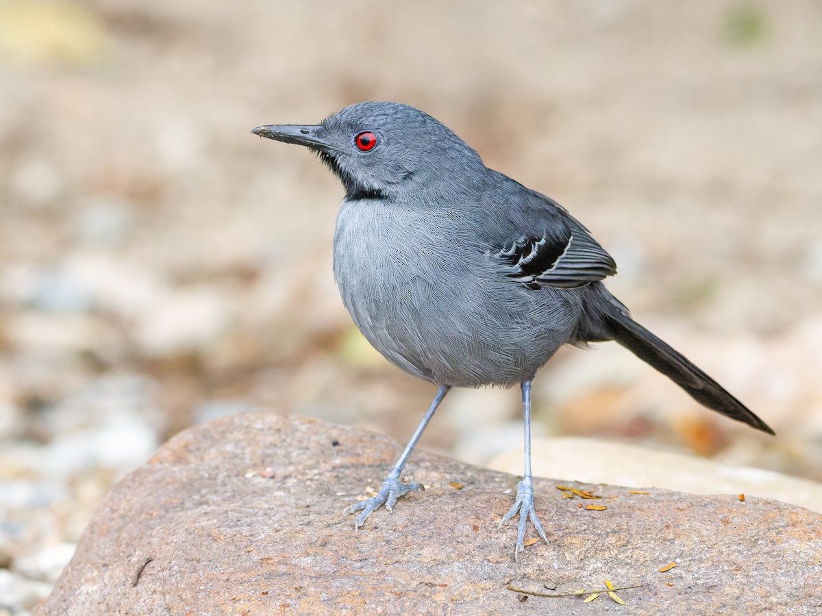 Slender Antbird - Rhopornis ardesiacus - Birds of the World