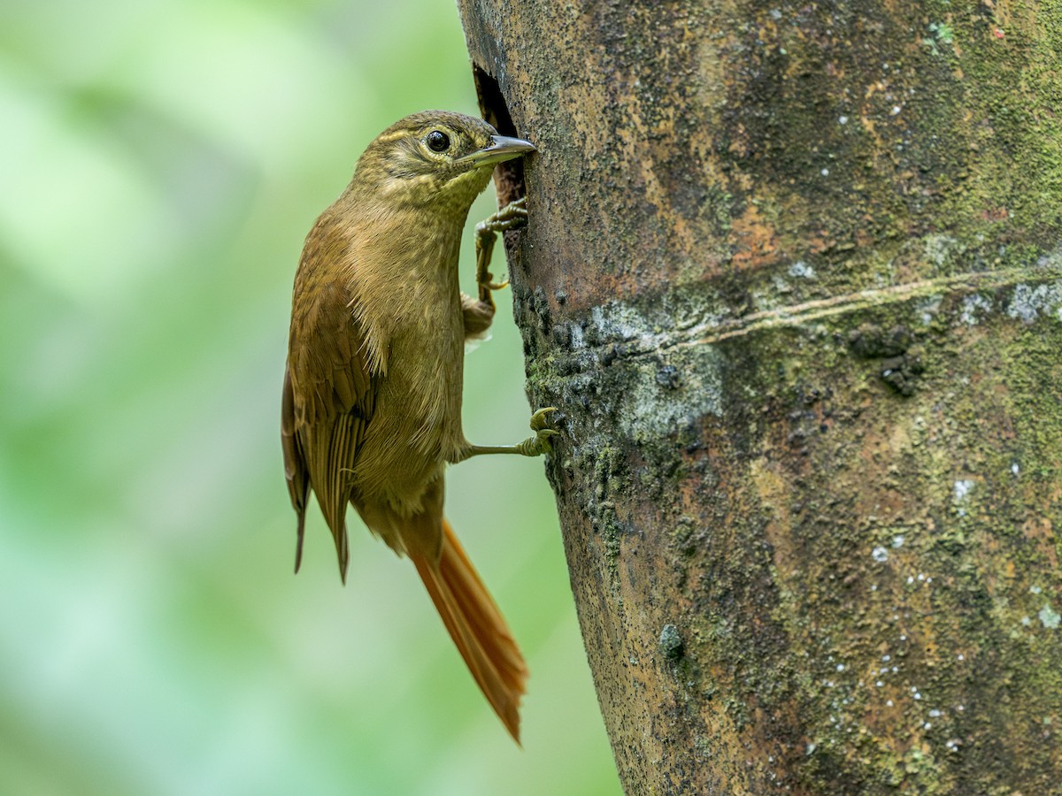 Montane Foliage-gleaner - Anabacerthia striaticollis - Birds of the World