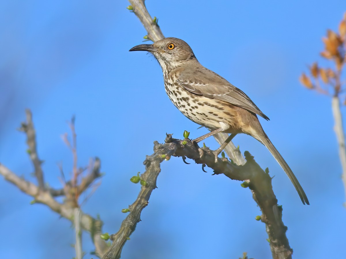 Gray Thrasher - Toxostoma cinereum - Birds of the World