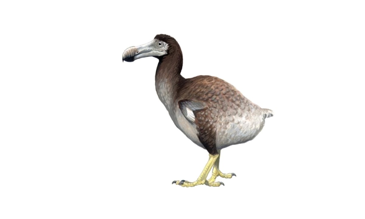 Dodo - Raphus cucullatus - Birds of the World