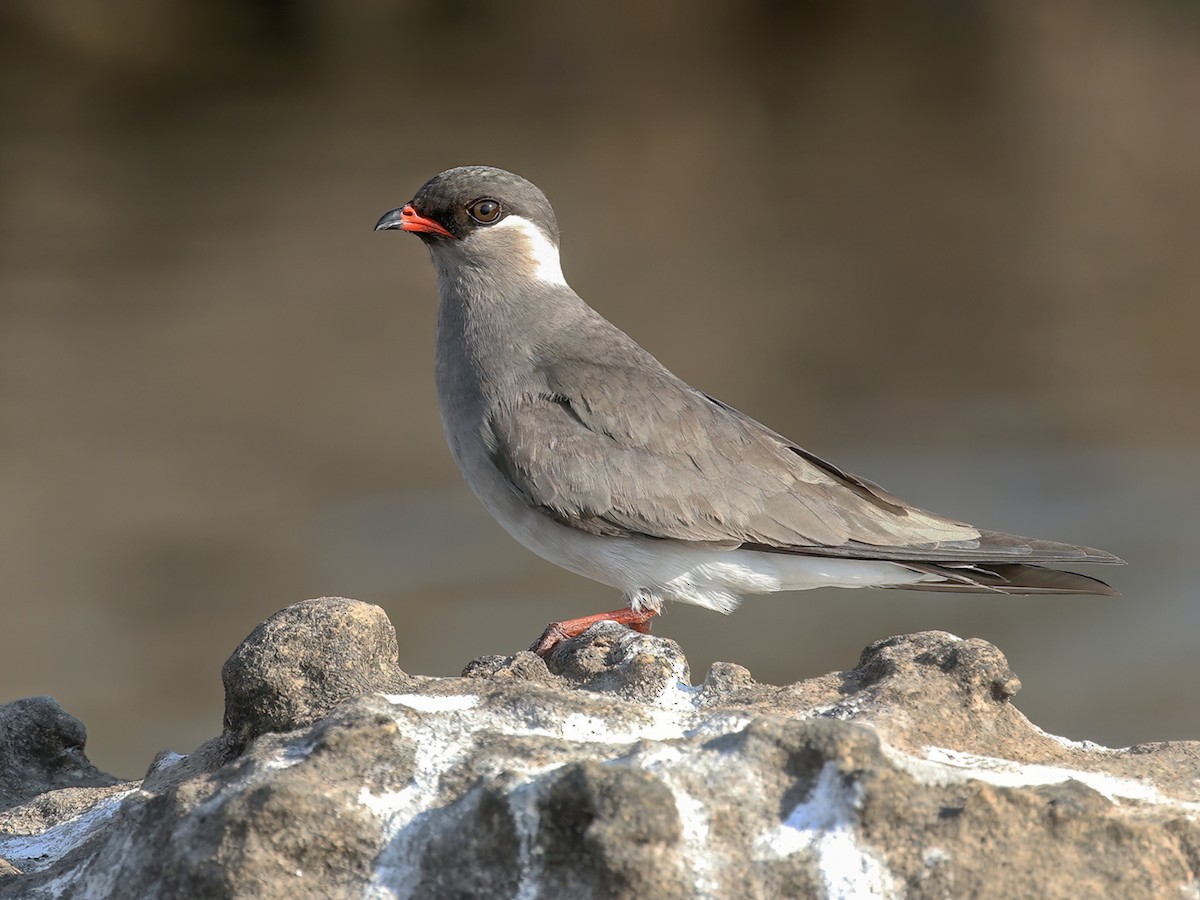 Rock Pratincole - Glareola nuchalis - Birds of the World