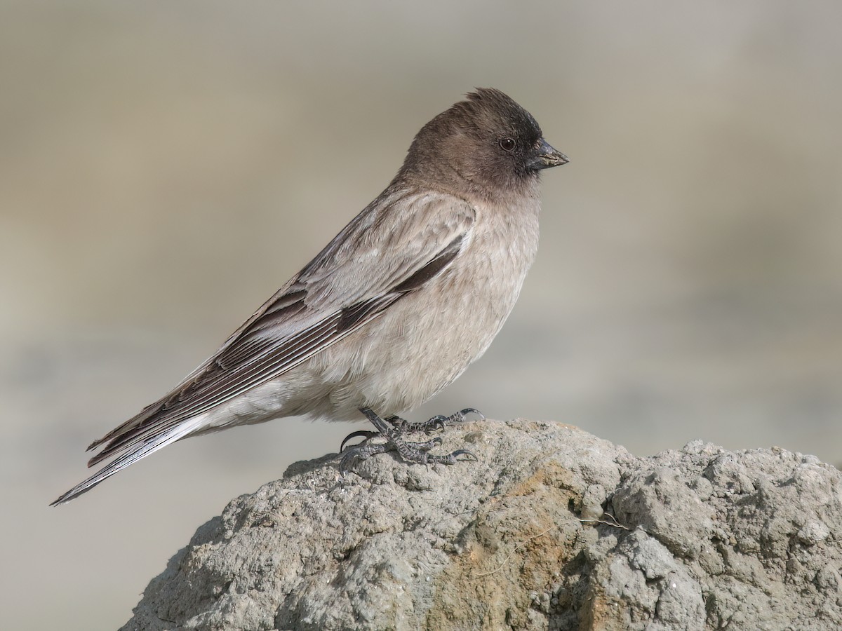 Black-headed Mountain Finch - Leucosticte brandti - Birds of the World