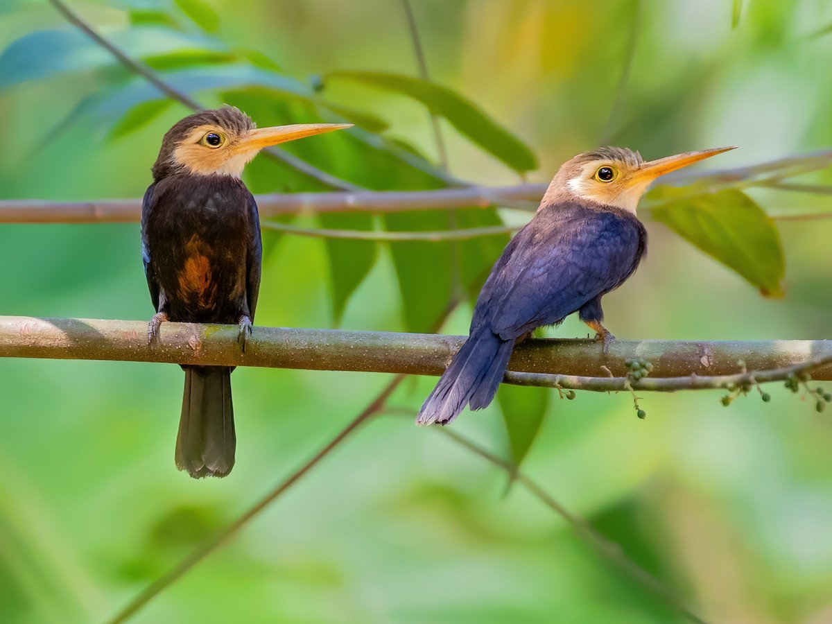 White-throated Jacamar - Brachygalba albogularis - Birds of the World