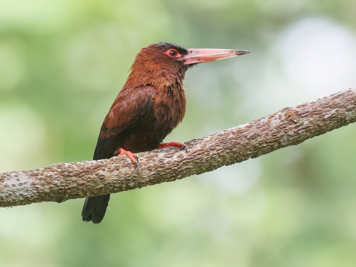 Purus Jacamar - Galbalcyrhynchus purusianus - Birds of the World