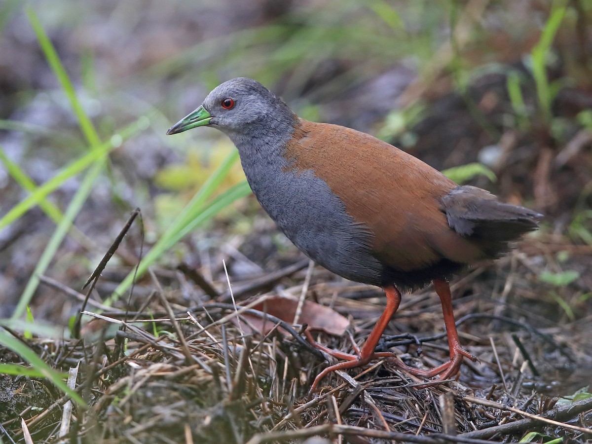 Black-tailed Crake - Zapornia bicolor - Birds of the World