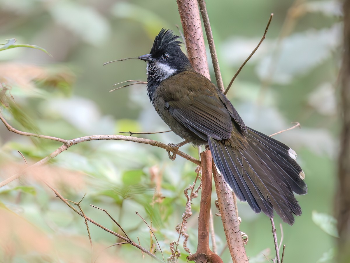 Eastern Whipbird - Psophodes olivaceus - Birds of the World