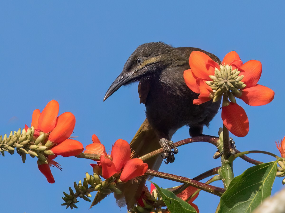 Mao - Gymnomyza samoensis - Birds of the World