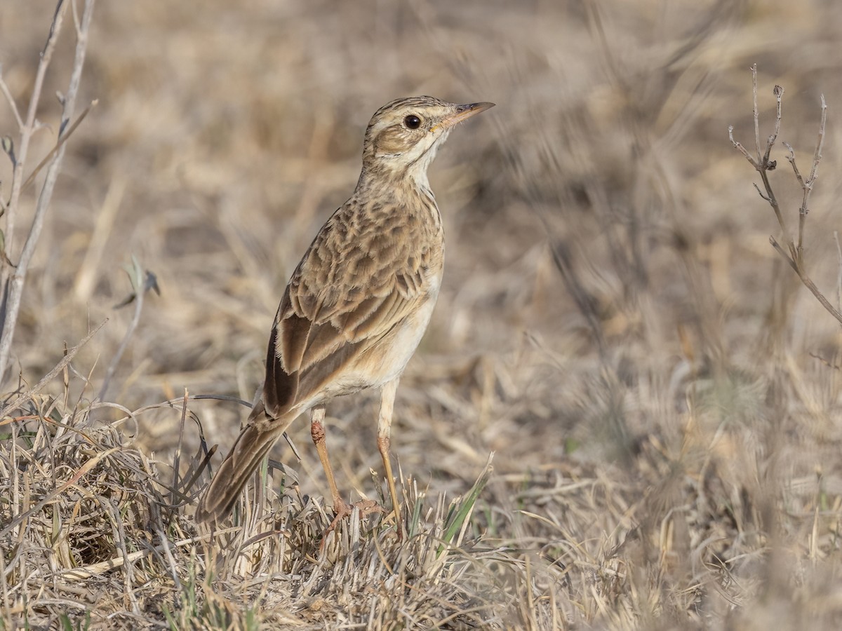 African Pipit - Anthus cinnamomeus - Birds of the World