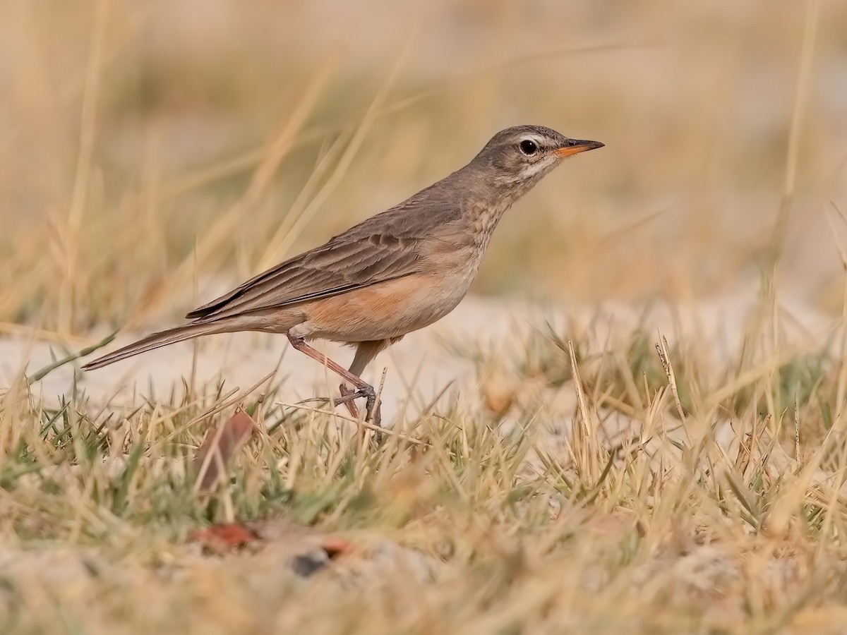 Plain-backed Pipit - Anthus leucophrys - Birds of the World