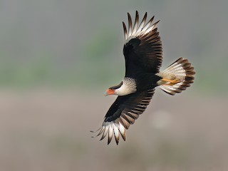 Crested Caracara - Caracara plancus - Birds of the World