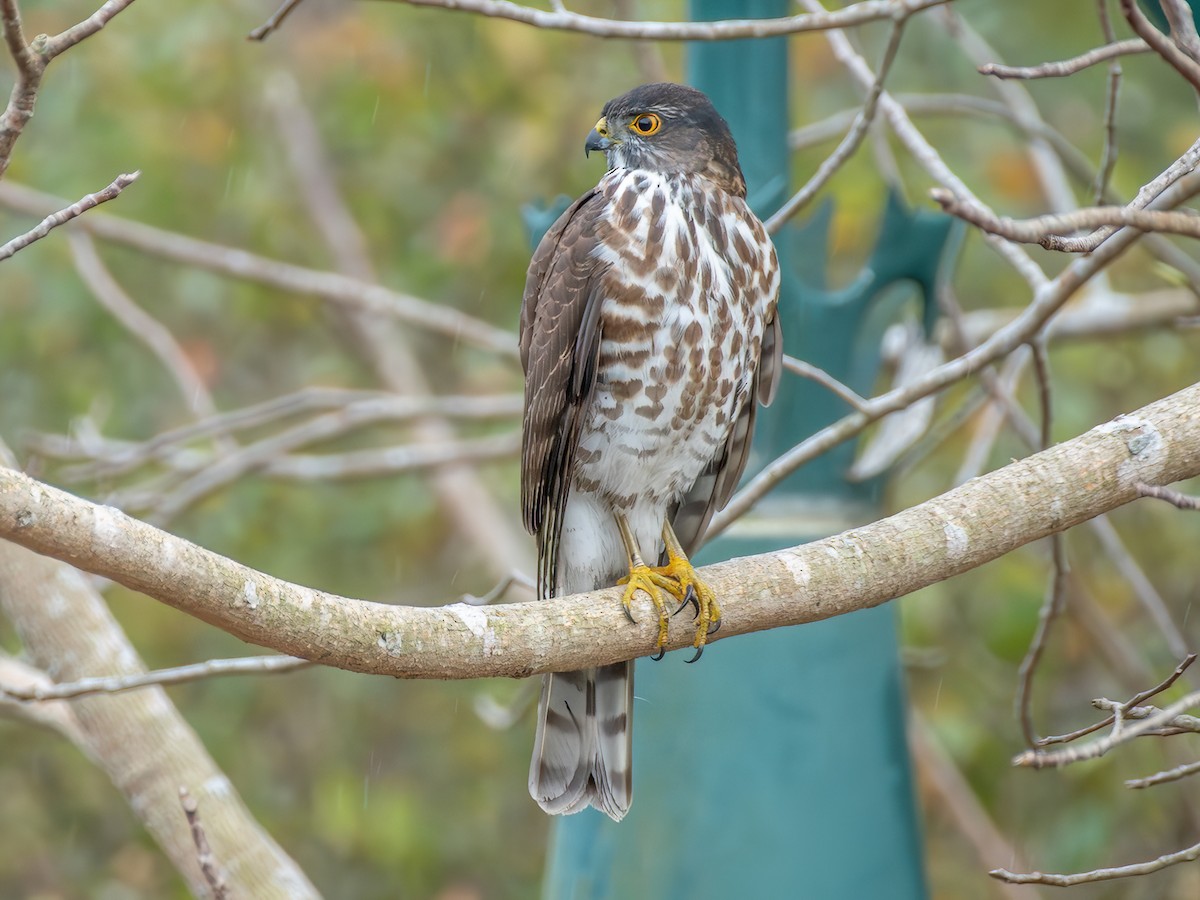 Besra - Tachyspiza virgata - Birds of the World