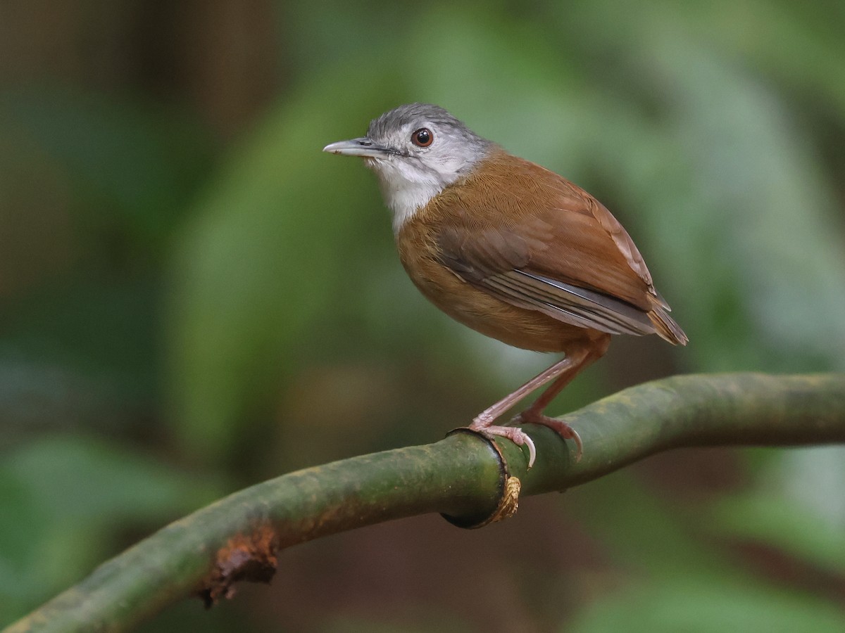 Ashy-headed Babbler - Pellorneum cinereiceps - Birds of the World
